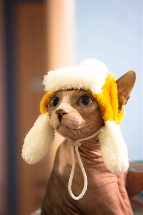 Bald Cat In Hat With Earflap Sphynx Kitty In Yellow Cap Funny Cute Naked Sphinx Stock Image