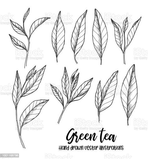 손으로 그린 벡터 일러스트 레이 션 녹차의 잎 허브 차입니다 스케치 스타일에서 그림입니다 완벽 한 메뉴 전단지 인쇄물 등 녹차에 대한 스톡 벡터 아트 및 기타 이미지