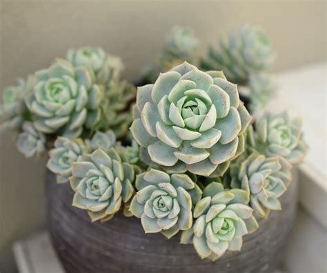 Cat Safe Indoor Plants 10 Feline Friendly Plants To Grow Homes And