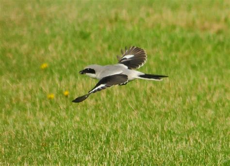 Migration Magic Wildlife Preservation Canada Eastern Loggerhead Shrike