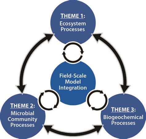 Biogeochemical Transformations At Critical Interfaces In A Mercury