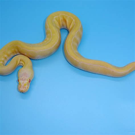 Lemon Blast Ball Python
