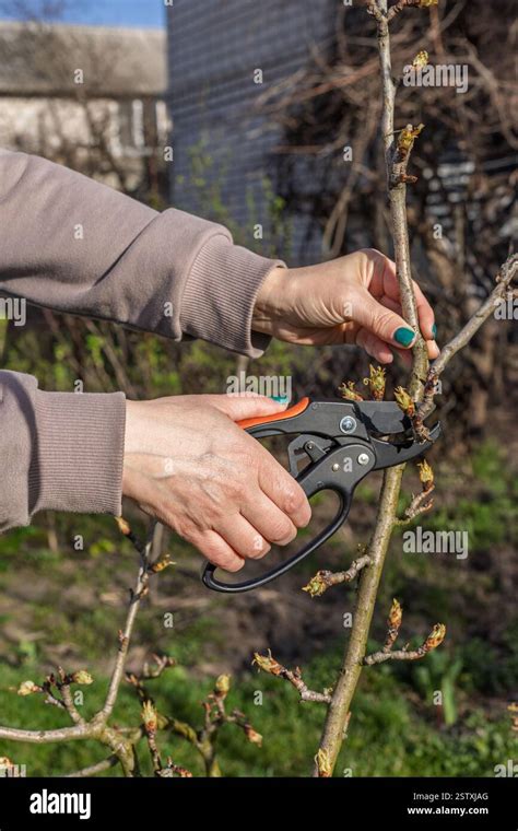 Farmer Looks After The Garden Spring Pruning Of Fruit Trees Woman