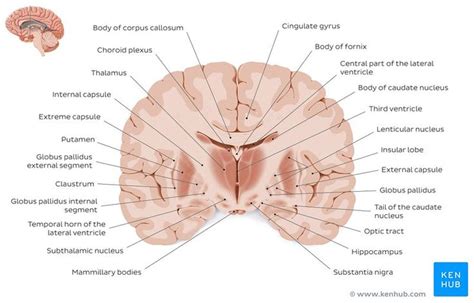 Coronal Sections Of The Brain Brain Anatomy And Function Brain Facts