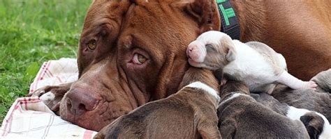 Hulk Pitbull Más Grande Del Planeta Tiene 8 Cachorros Canal Mascotas