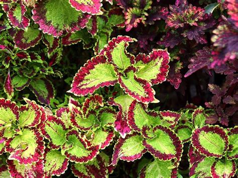 Coleus Varieties Artofit