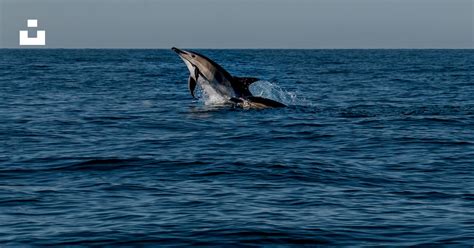 고래가 물에서 뛰어 내리고 있습니다 사진 Unsplash의 무료 틴머스 이미지