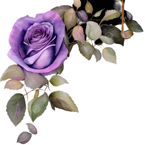 활기찬 보라색 장미 수채화 그림 미묘한 예술 수채화 그리기 예술적 수채화 Png 일러스트 및 Psd 이미지 무료 다운로드