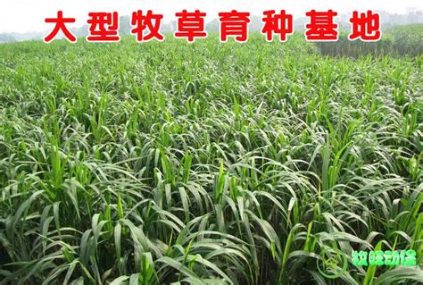 甜象草3号牧草 甜象草3号 大力士甜高粱牧草 大山谷图库
