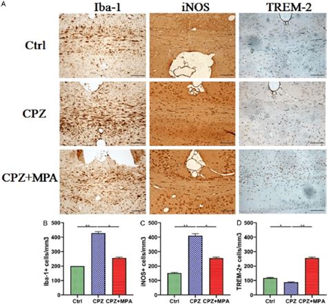 Immunohistochemistry Ihc Staining For Markers Of M1 And M2 Microglia Download Scientific