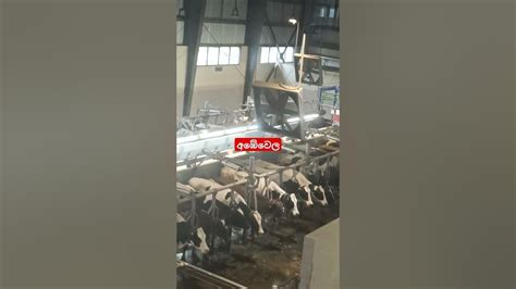 අඹේවෙල ගොවිපොල Youtube