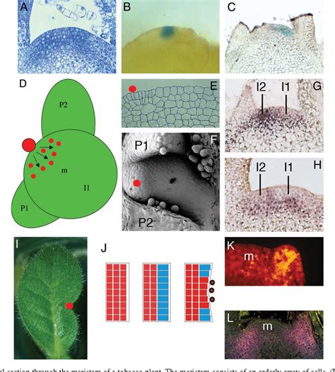 Plant Cell Differentiation