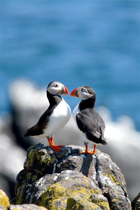 Scottish Wildlife The Amazing Animals You Must See In Scotland