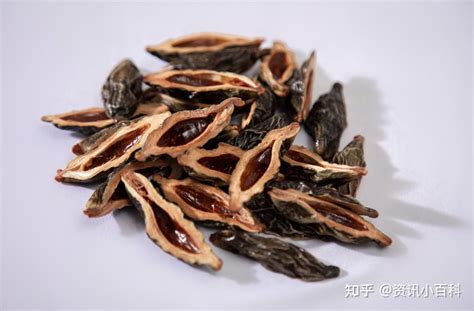 槟榔作为药物准确的用法都是什么 知乎