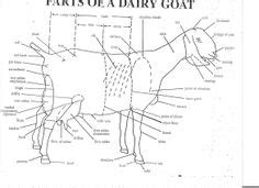 Goats Anatomy And Physiology