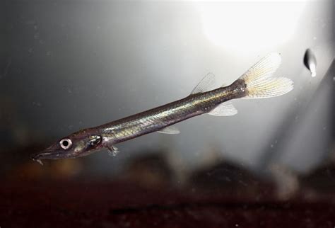 Ctenolucius Hujeta Hujetas Gäddtetra