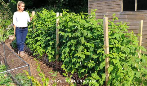Quick And Easy Diy Raspberry Trellis Lovely Greens In 2021