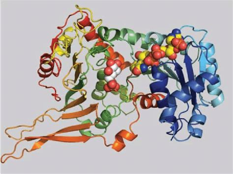 19 Glucose 6 Phosphate Dehydrogenase G6pd Reaction A Overview Of Download Scientific