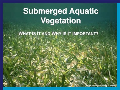 Ppt Submerged Aquatic Vegetation Powerpoint Presentation Free Download Id1721137