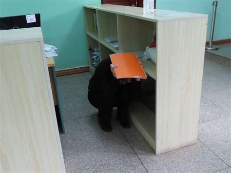 ГАМШГИЙН АЮУЛЫН ТУХАЙ ЗАРЛАН МЭДЭЭЛЛИЙН ДОХИОГООР АЖИЛЛАЛАА Булган аймаг дахь улсын бүртгэлийн