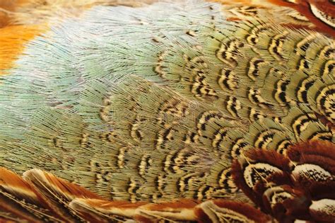 Texture Pheasant Feather Stock Illustration Illustration Of Organic