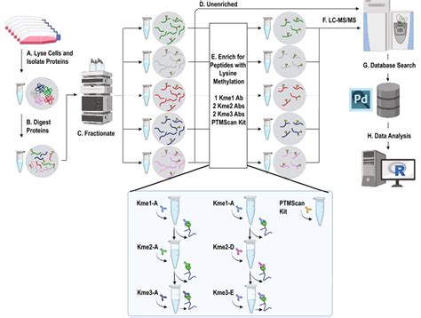 Proteomics Workflow For Profiling The Global Lysine Methylome From Download Scientific Diagram