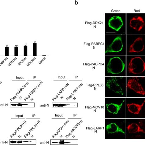 Identification Of The Interaction Of Nucleocapsid N Protein Of Severe