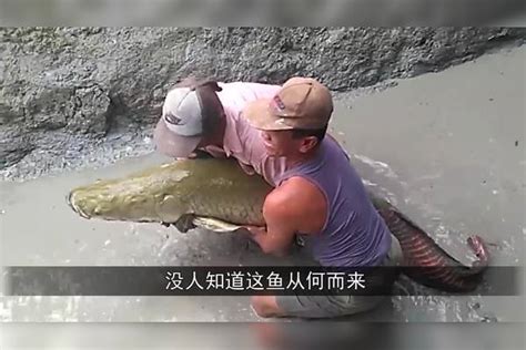 大雨过后，河里出现许多小鱼，村民正打算捕捞，差点吓住！