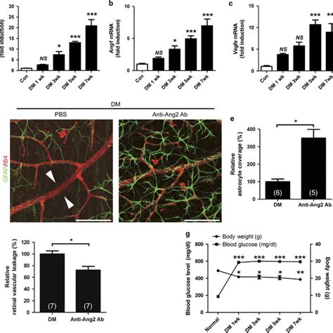 Retinal Astrocyte Loss Occurs With Retinal Vascular Leakage In Early Download Scientific