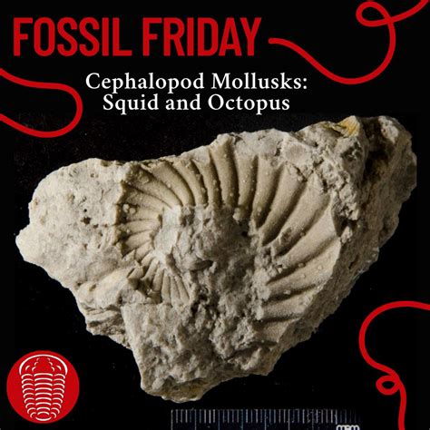 Wisconsin Happy Fossilfriday This Week We Are Looking At Cephalopod Mollusks Aka Squids And