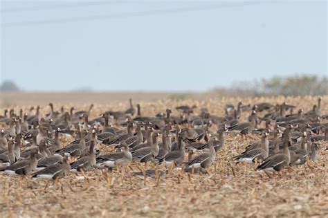 9️⃣7️⃣ вида птици с обща численост от 2️⃣8️⃣0️⃣ 9️⃣5️⃣6️⃣ индивида 📣 Това са резултатите от 48