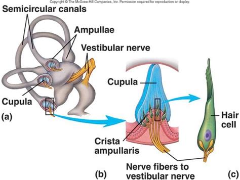 Cupula Vestibular System