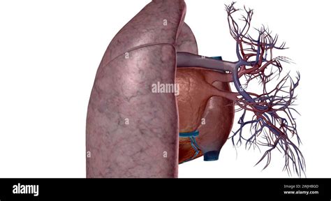 Pulmonary Arteries Are Blood Vessels That Carry Blood From The Heart To