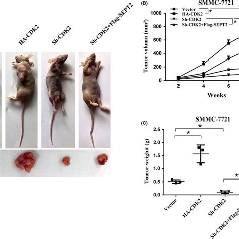 Cyclin‐dependent Kinase 2 Cdk2 And Septin2 Sept2 Promote Tumor