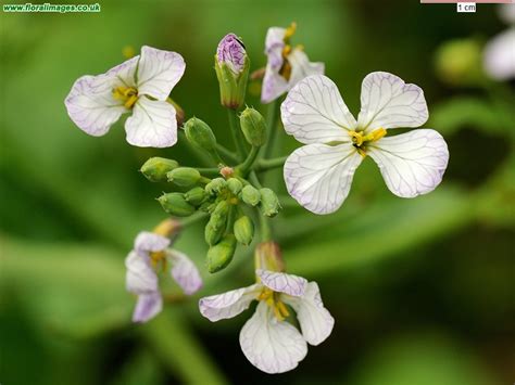 Raphanus Sativus Picture Of