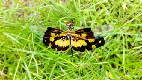 Premium Photo Dragonfly On Grass