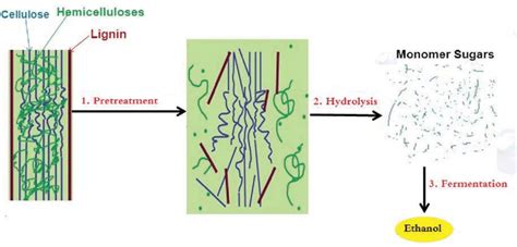 Process Of Ethanol Production From Lignocellulosic Biomass 11