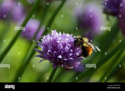Close Up Bee Gathering Nectar From A Chive Stock Photo Alamy
