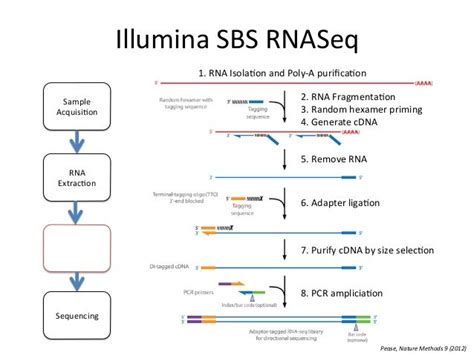 rnaseq basics ngs application1