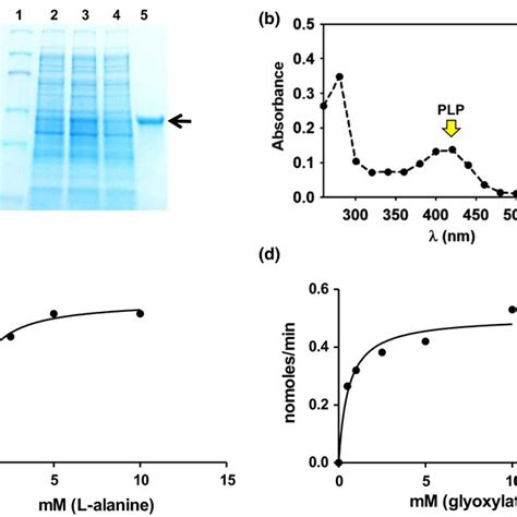 Protein Purification And Biochemical Characterization A Purification Download Scientific