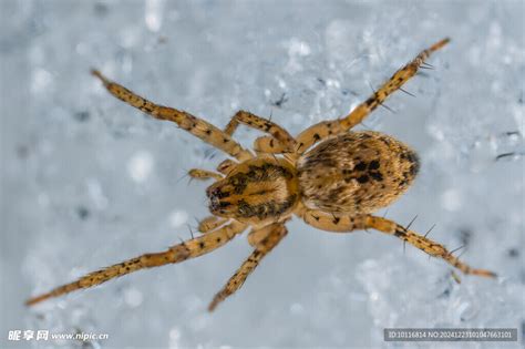 蜘蛛摄影图 昆虫 生物世界 摄影图库 昵图网