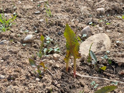 유채 양귀비 새싹 봐주세요 지식in