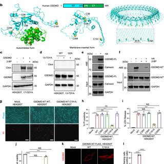Ros Dependent S Palmitoylation Activates Cleaved And Intact Gasdermin D