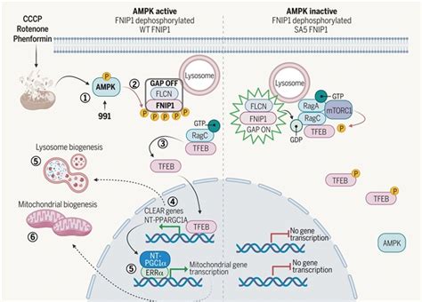 Ampk对fnip1的磷酸化诱导溶酶体和线粒体的生物生成—小柯机器人—科学网