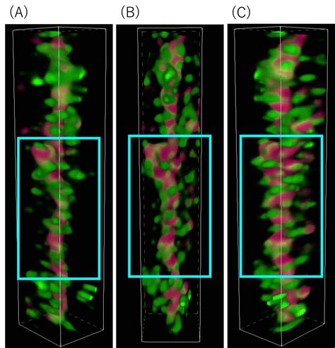 3d Super Resolution Imaging Of Myelin Structure In Human Ipsc Derived Myelin Sheath Organoids By