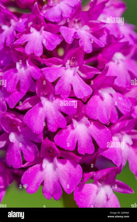 Anacamptis Pyramidalis The Pyramidal Orchid Is A Perennial Herbaceous