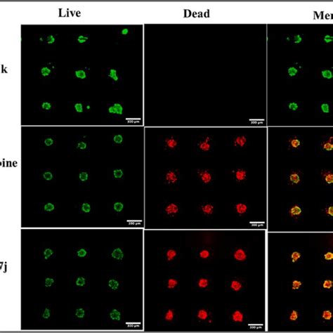 Cell Viability Assay Of Spheroids Livedead Staining With Ethidium