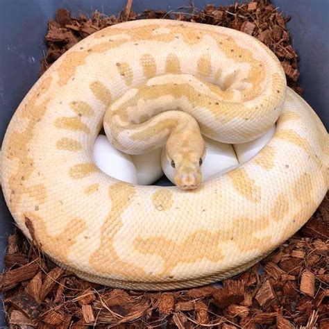 Cute Snake A Beautiful Ball Python Morph