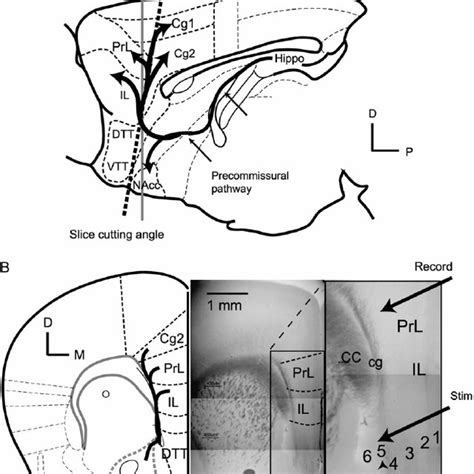 Activity patterns of the mPFC revealed by population Ca þ imaging Download Scientific