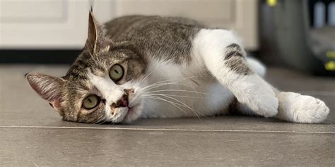 La Famiglia In Vacanza Il Gatto Ne Soffrirà Centro Di Cultura Felina Tutto Sul